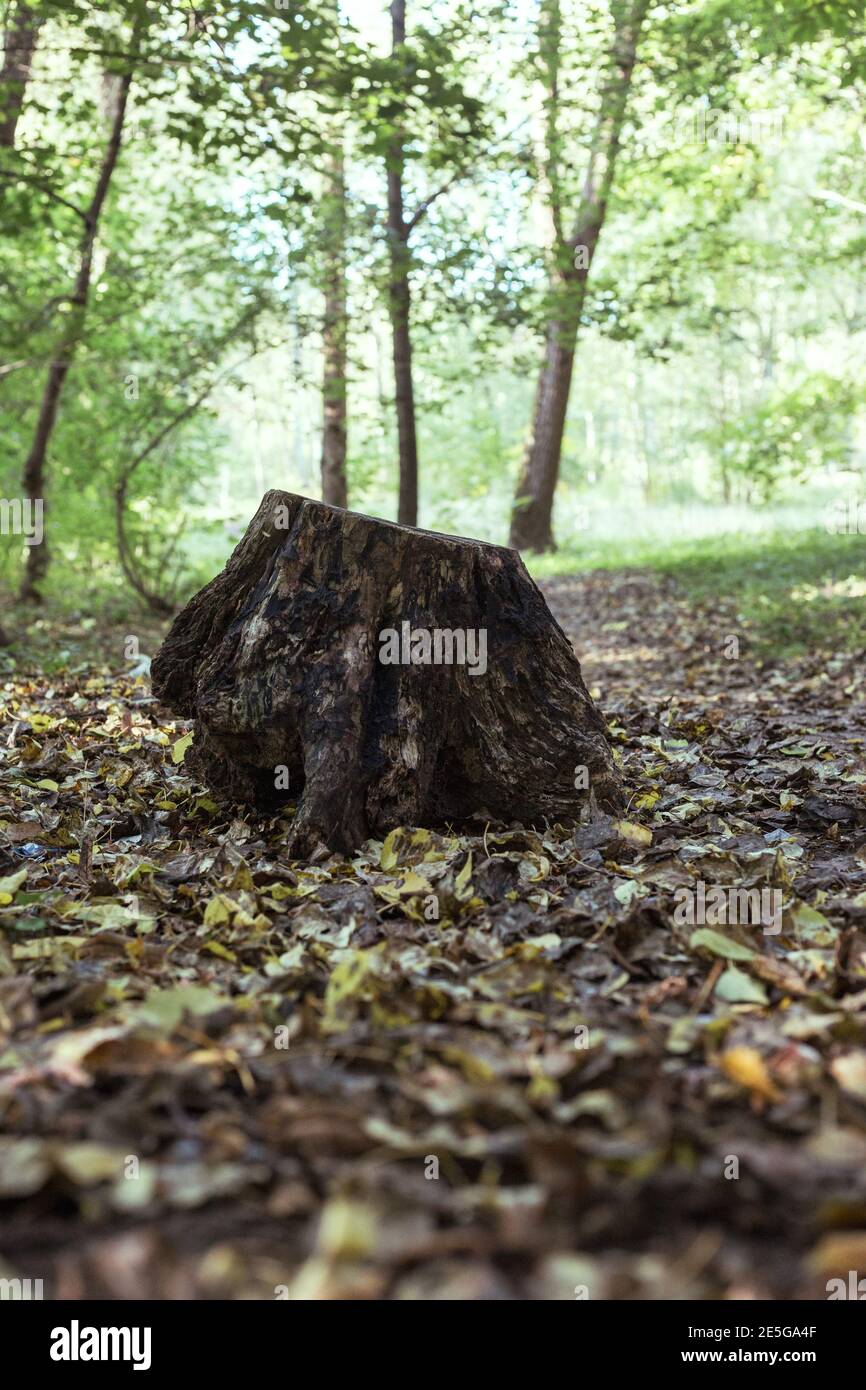 Big old dead oak tree in an oak forest hi-res stock photography and ...