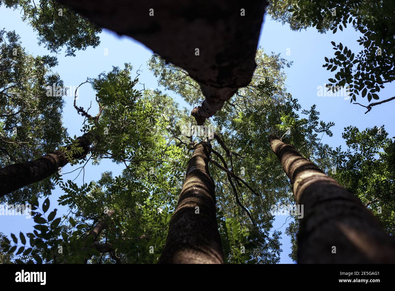 Manchurian hazelnut tree leaves. Tree trunk. Dense thickets Stock Photo ...