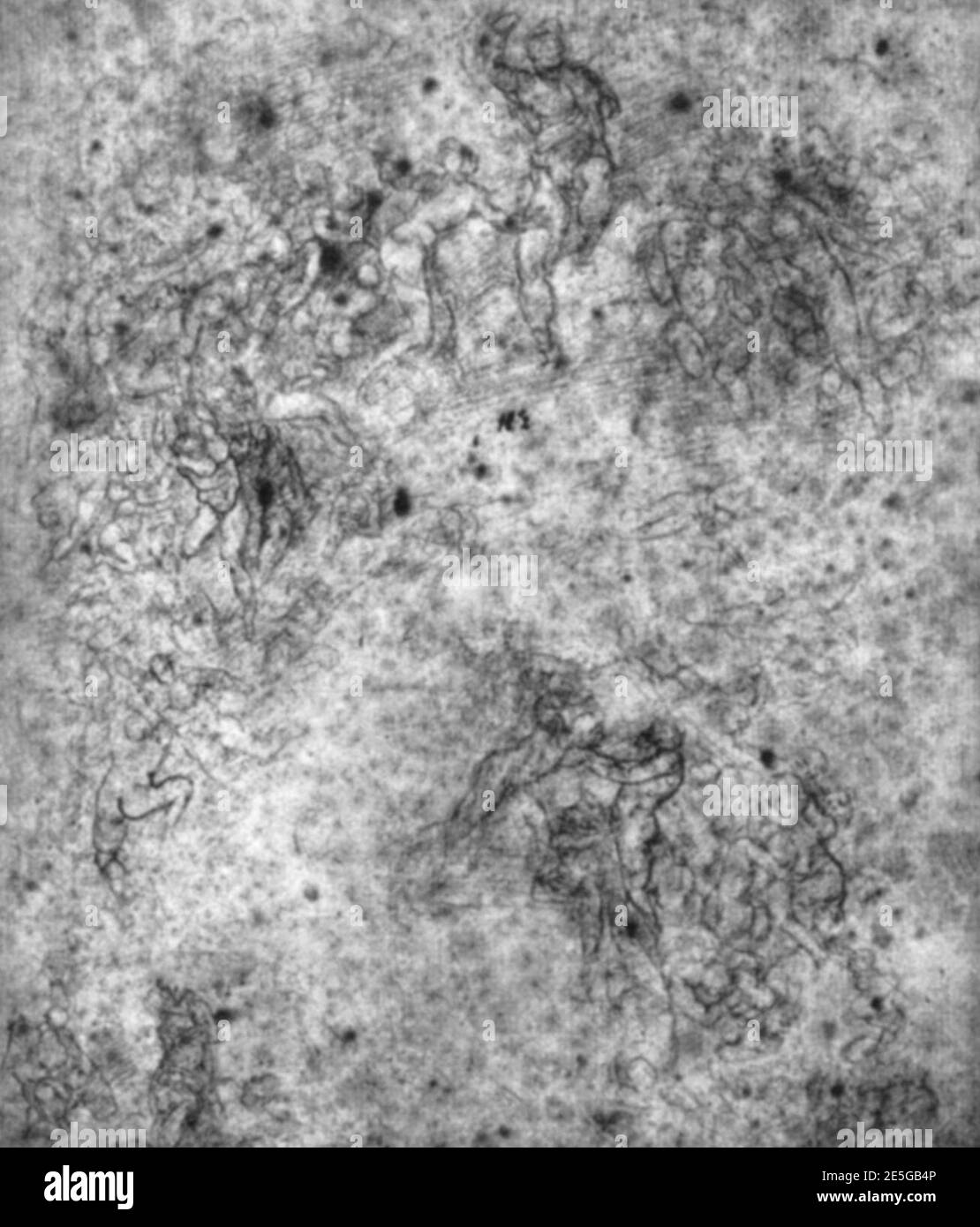 Michelangelo, studio per il giudizio universale, casa buonarroti Stock ...