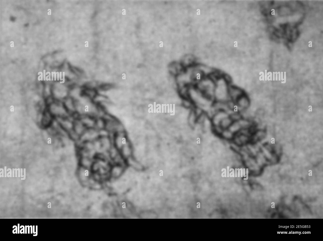 Michelangelo, studio per il giudizio universale, windsor Stock Photo ...