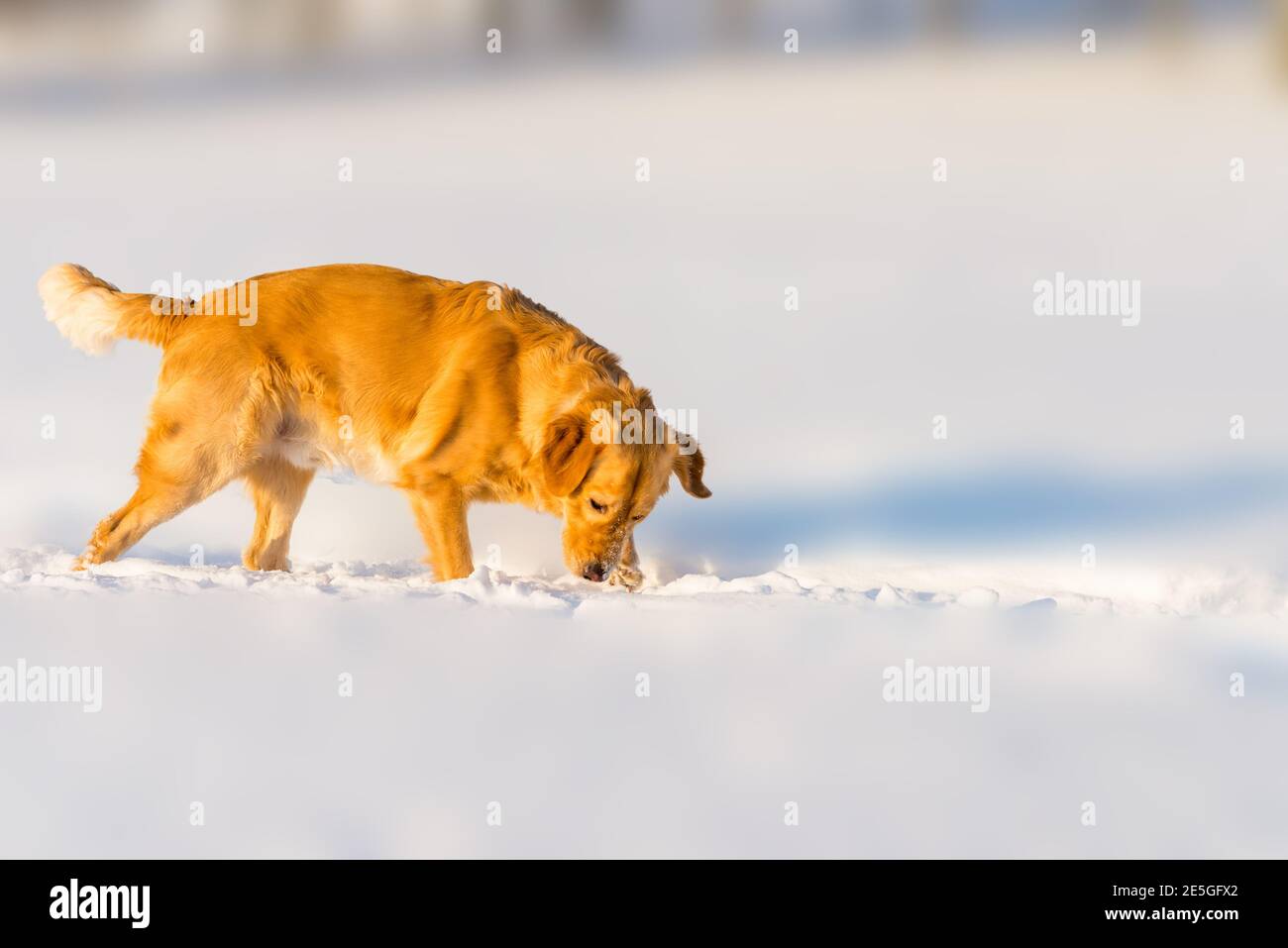 Lovely golden retriever playful stand sitting in the snow at evening in ...