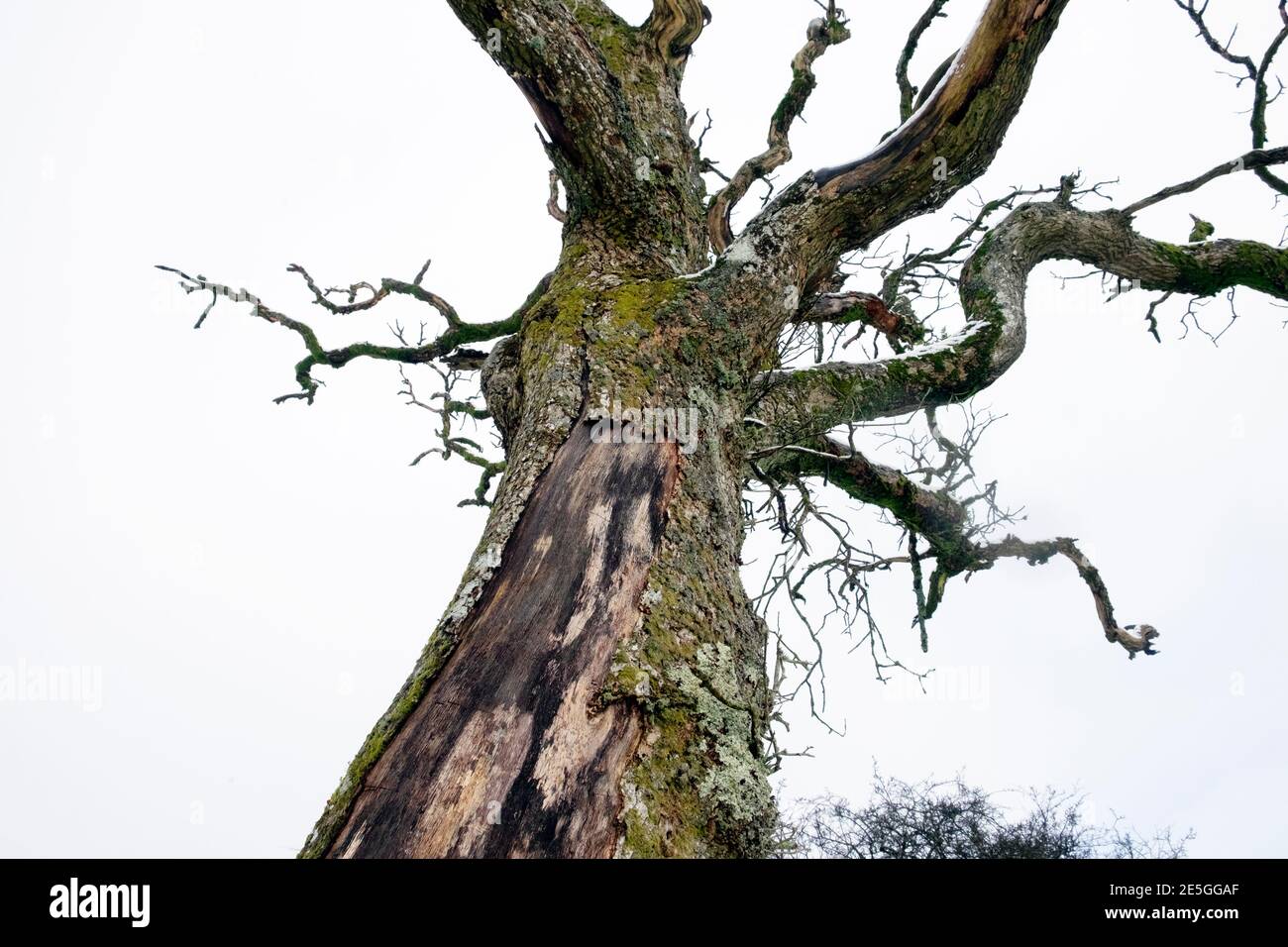 Tree disease hi-res stock photography and images - Alamy