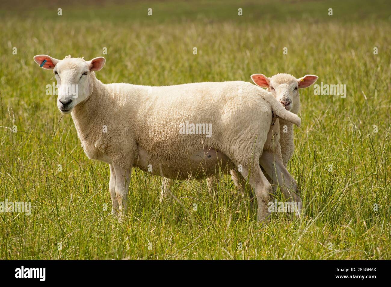 Young ewe hi-res stock photography and images - Alamy
