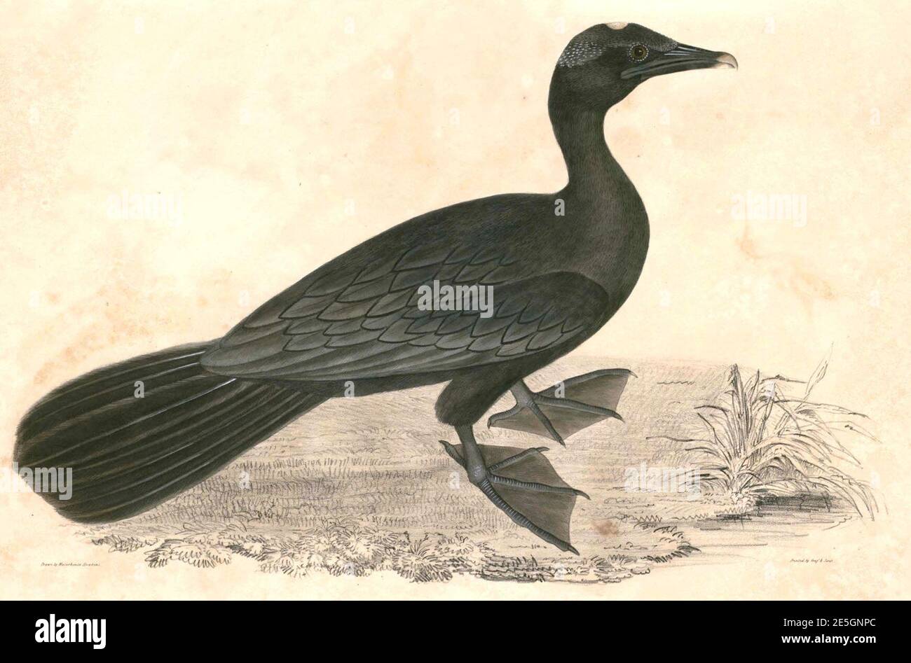 Microcarbo pygmeus Hardwicke Stock Photo - Alamy