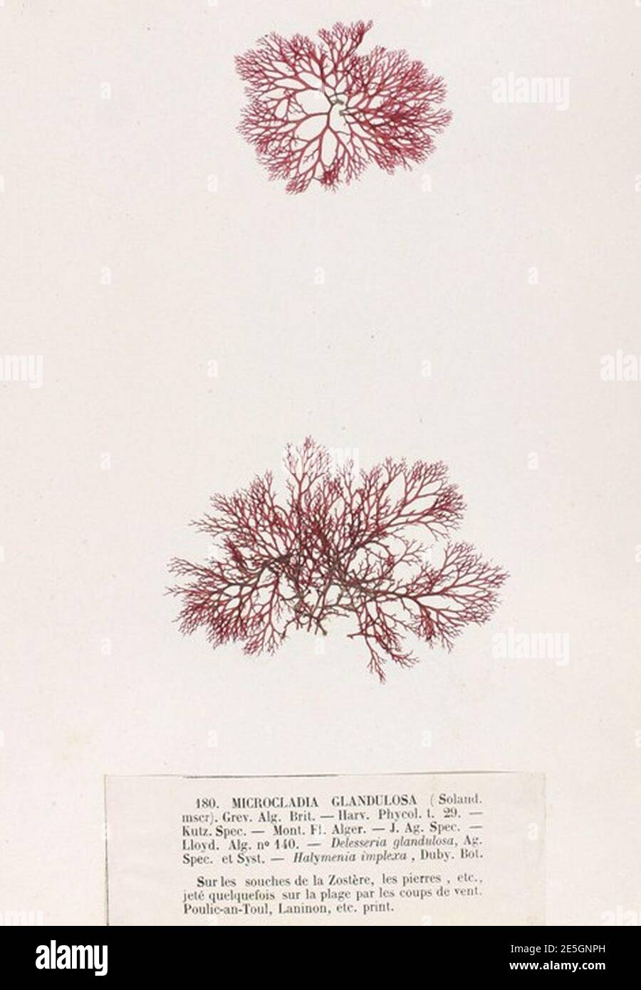 Microcladia glandulosa Crouan Stock Photo - Alamy
