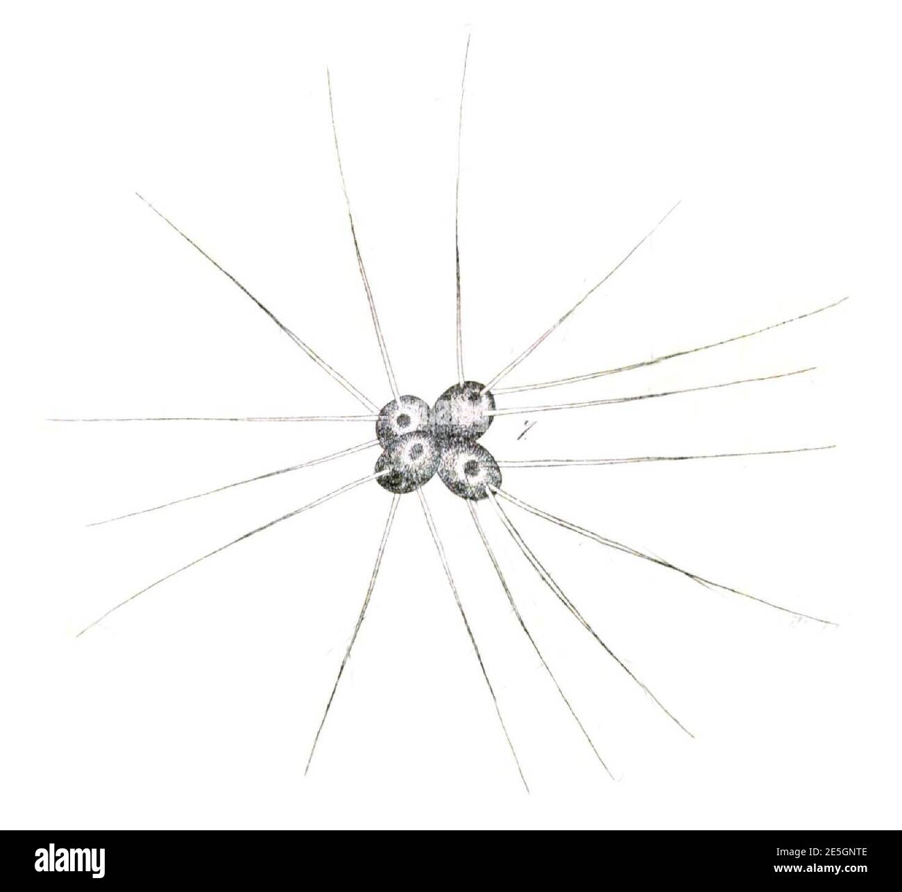 Micractinium quadrisetum as Richteriella quadriseta Stock Photo - Alamy