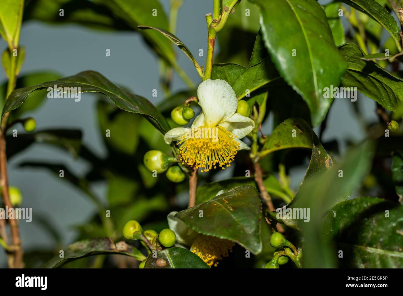 The Tea plants were originally native to Southeast Asia Stock Photo - Alamy
