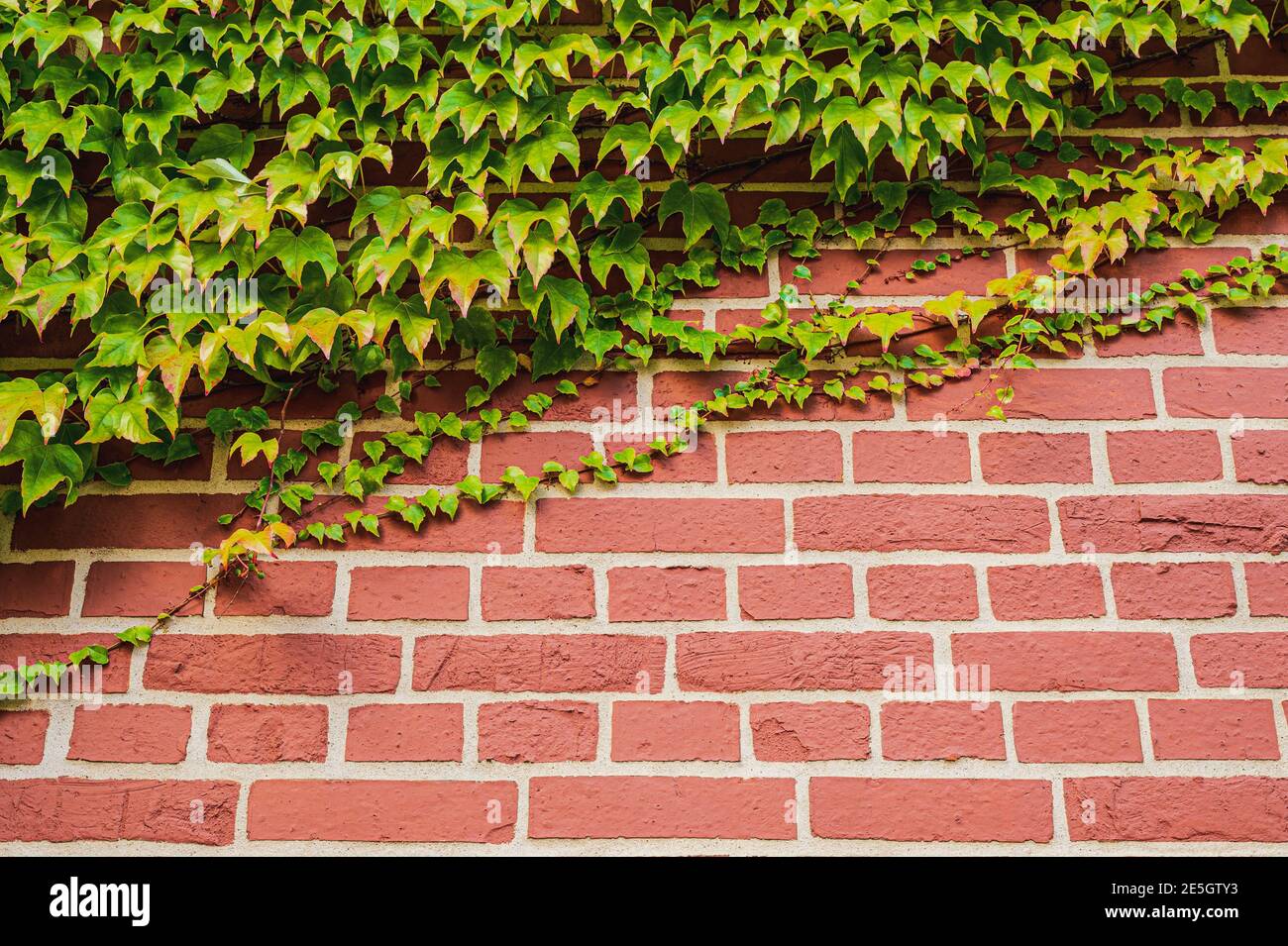 Old texture brick wall, background, detailed pattern covered in ivy ...