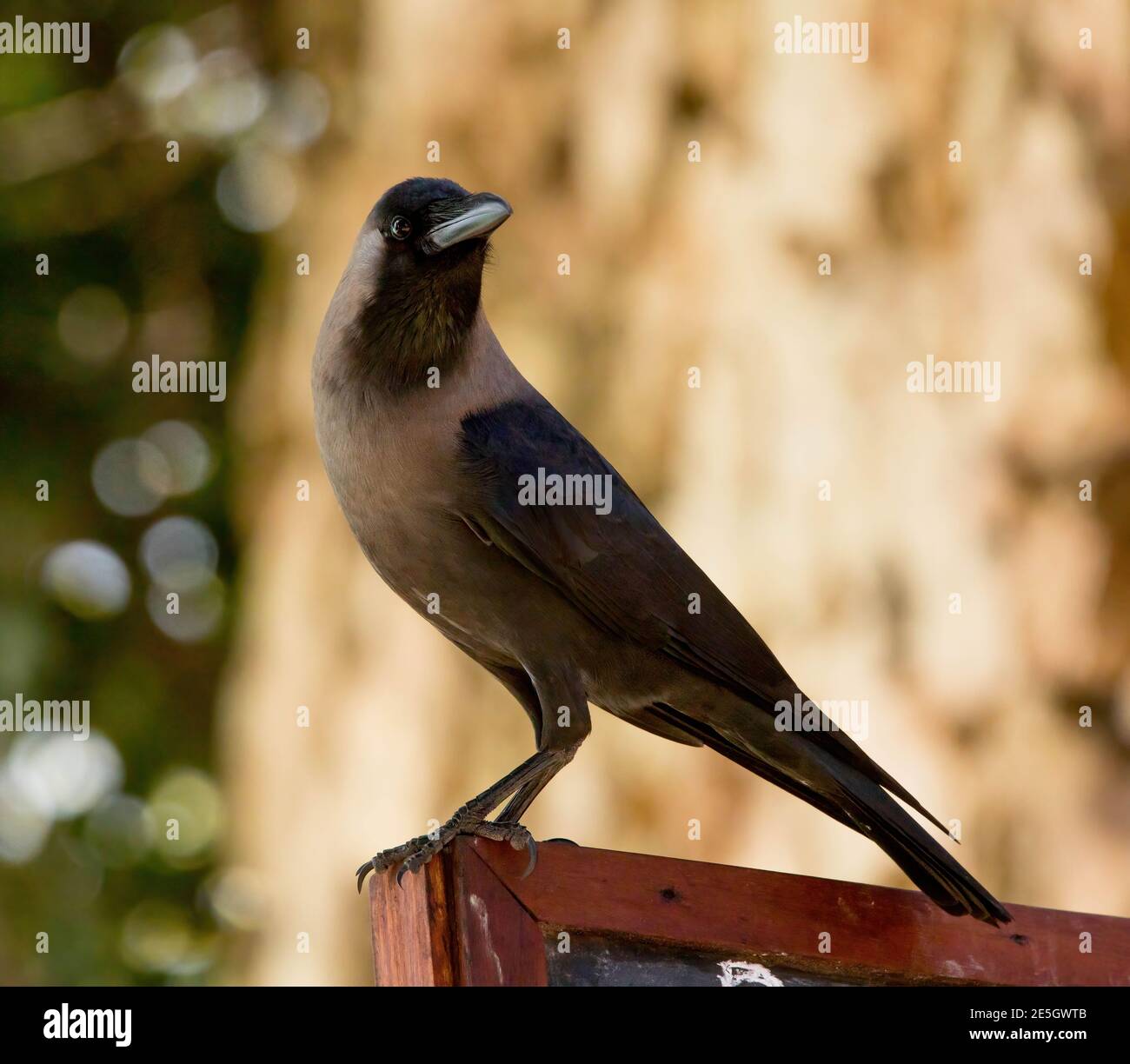 A house crow in Zanzibar Stock Photo - Alamy