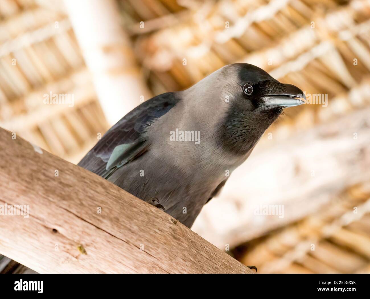 A house crow in Zanzibar Stock Photo - Alamy