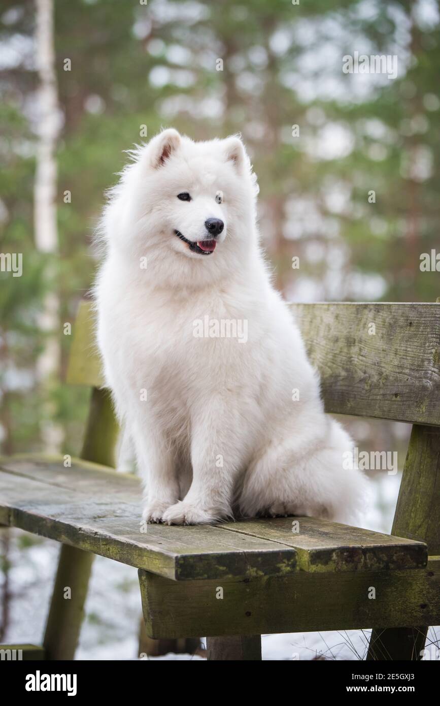 White Dog Breeds Samoyed
