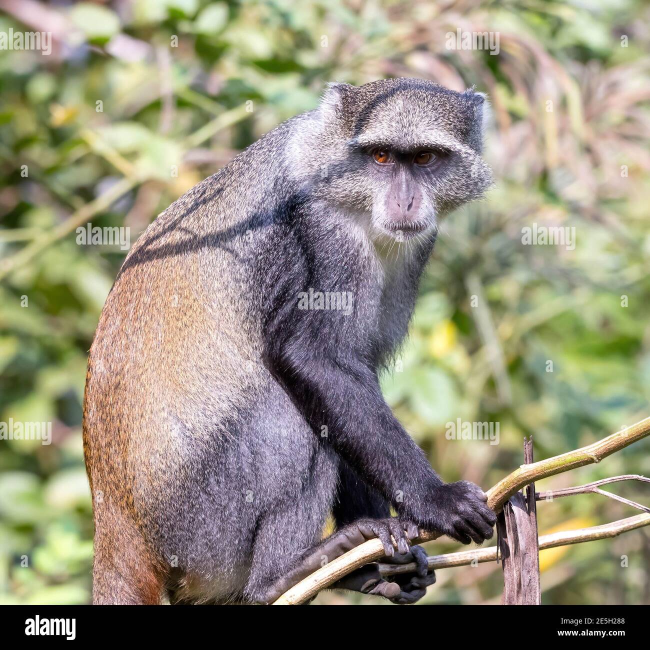 Sykes monkey zanzibar hi-res stock photography and images - Alamy