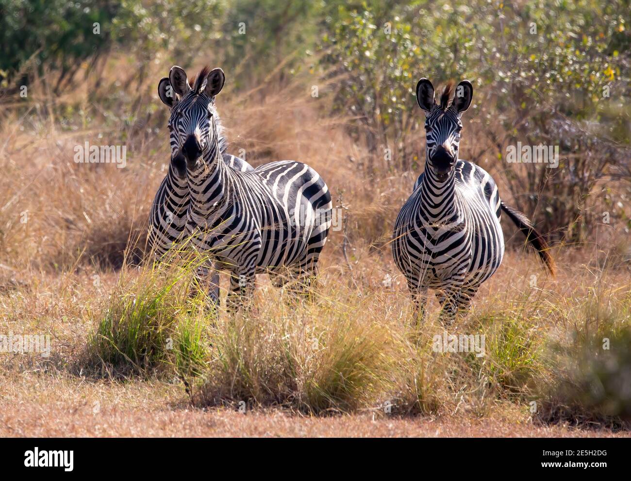 Selous Zebra High Resolution Stock Photography and Images - Alamy
