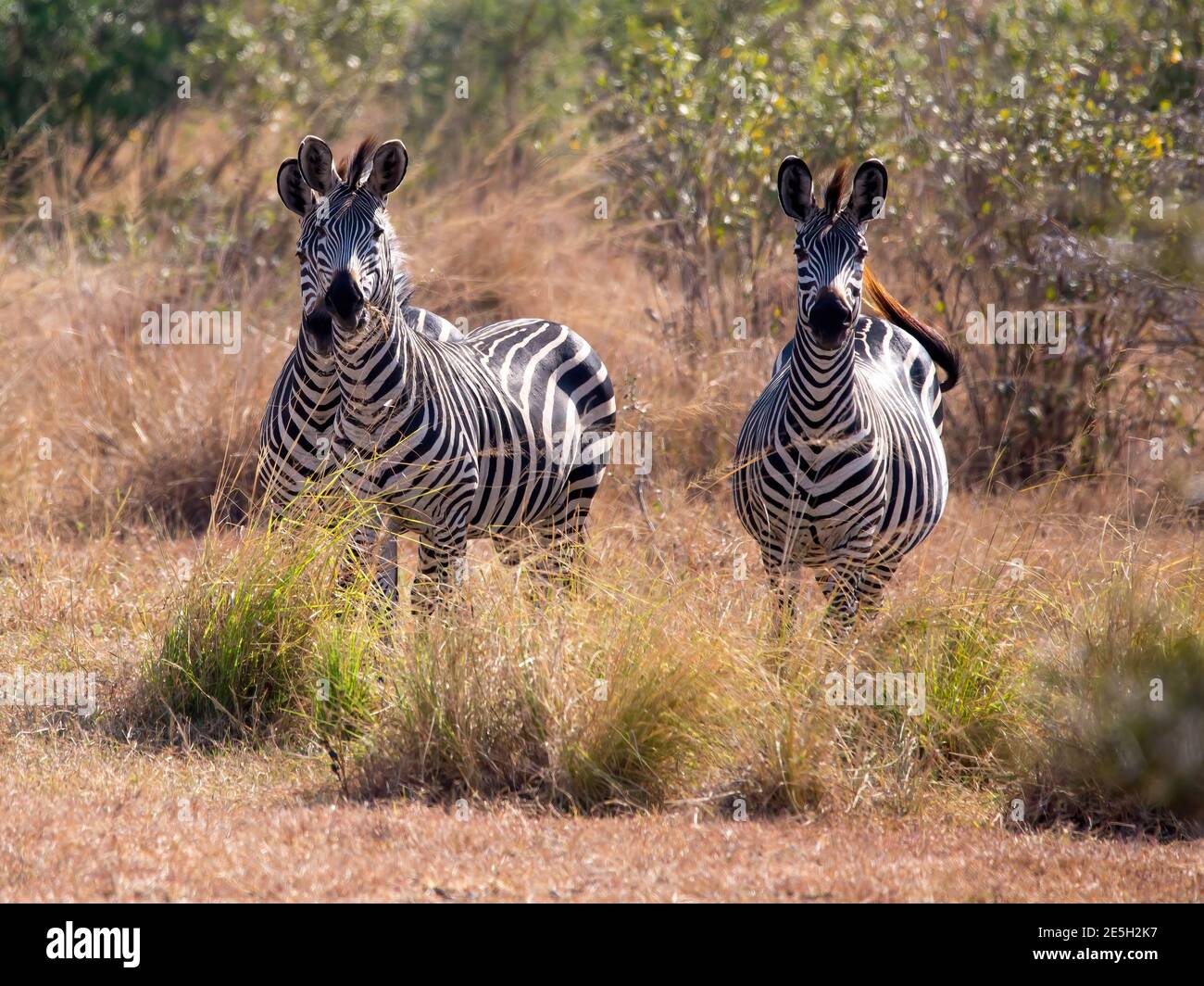 Plains zebra in selous national park hi-res stock photography and ...