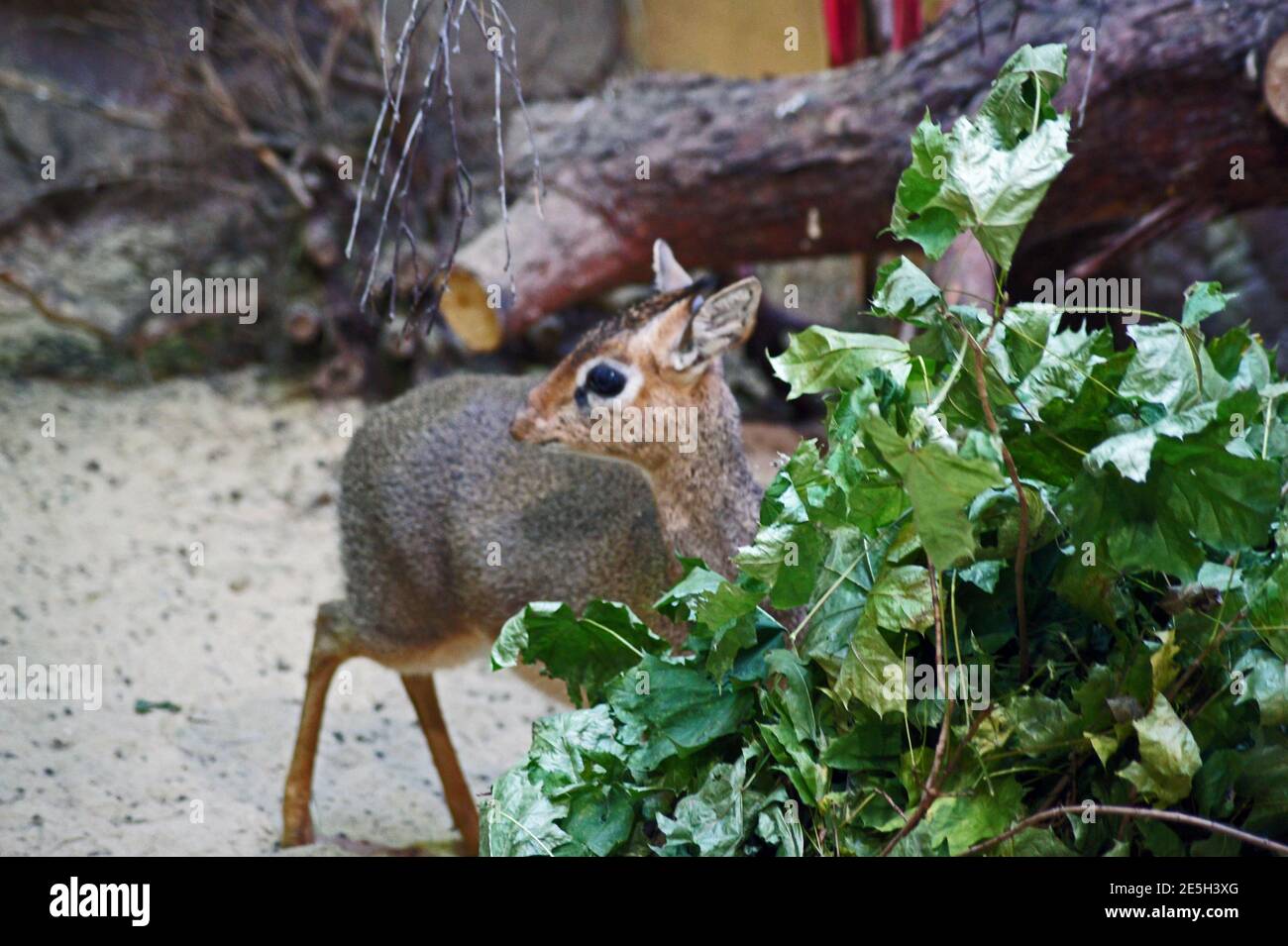 Dik-dik portrait, the smallest antelope in the world Stock Photo - Alamy