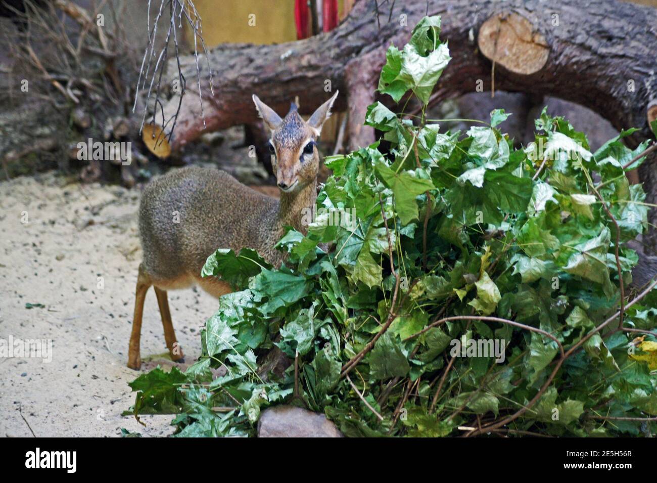 Dik-dik portrait, the smallest antelope in the world Stock Photo - Alamy