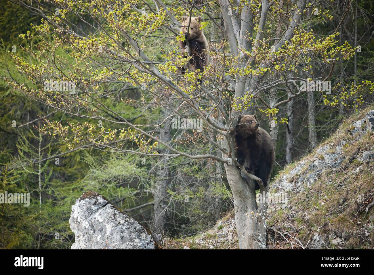 Grasping to tree hi-res stock photography and images - Alamy