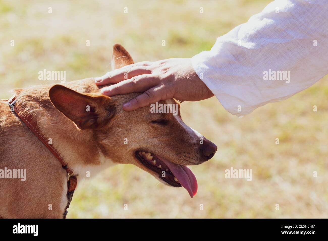 Dog stroke and studio hi-res stock photography and images - Alamy