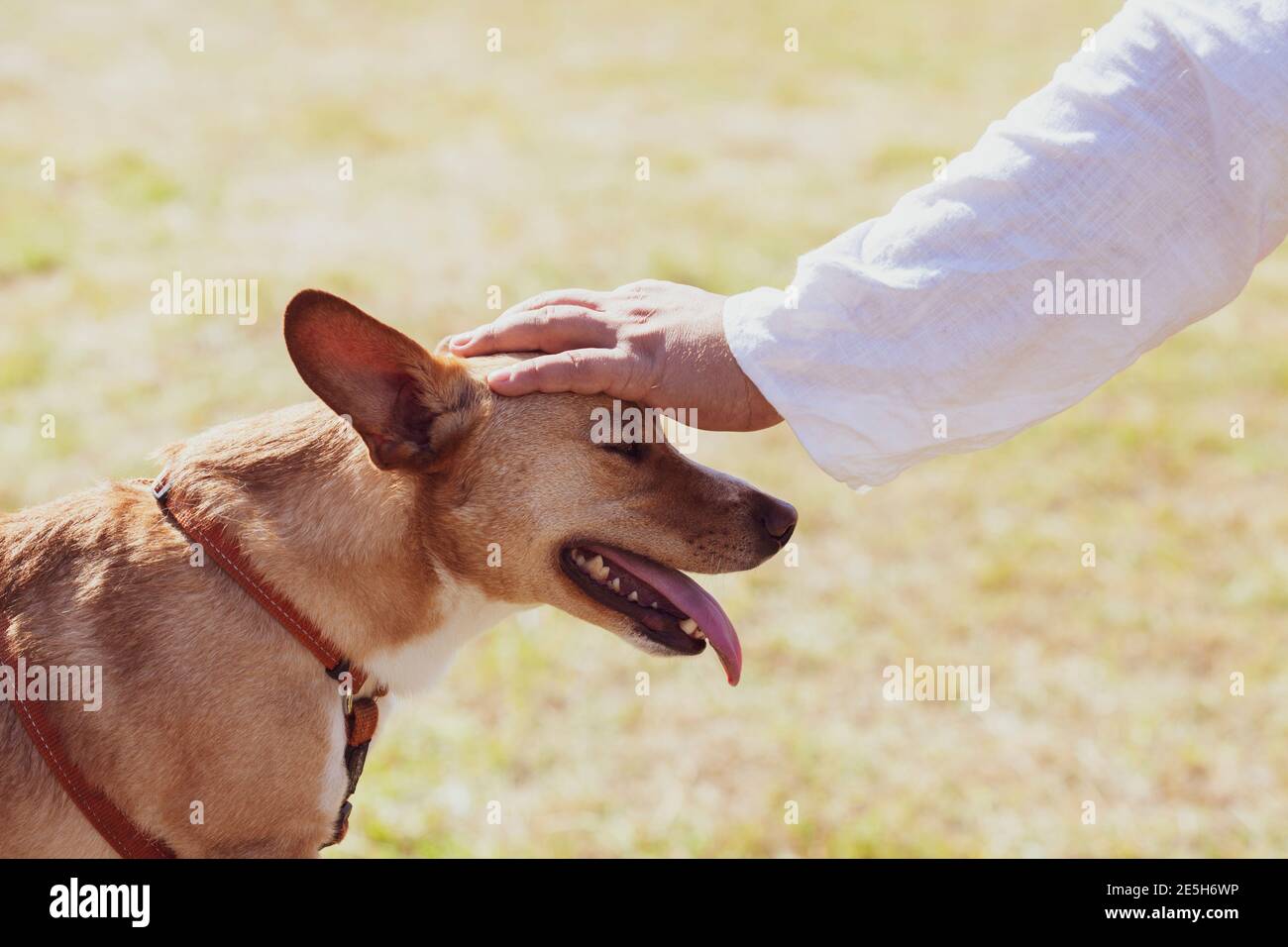 human hand stroking a dog Stock Photo - Alamy