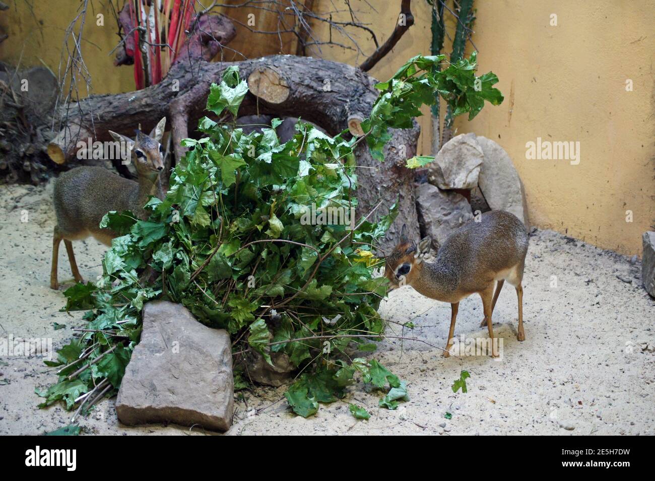 Pair of dik-dik, the smallest antelope in the world Stock Photo - Alamy
