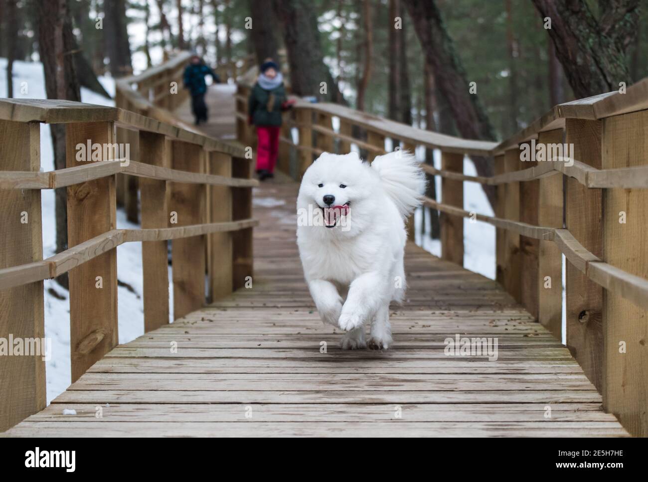Samoyed white dog is running on snow path road Balta kapa Stock Photo ...