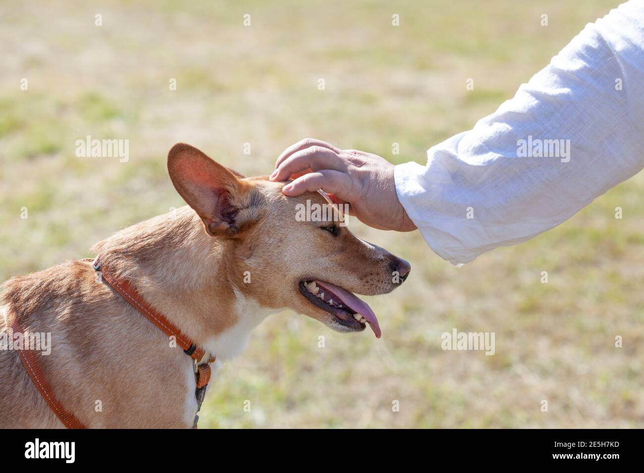 human hand stroking a dog Stock Photo - Alamy