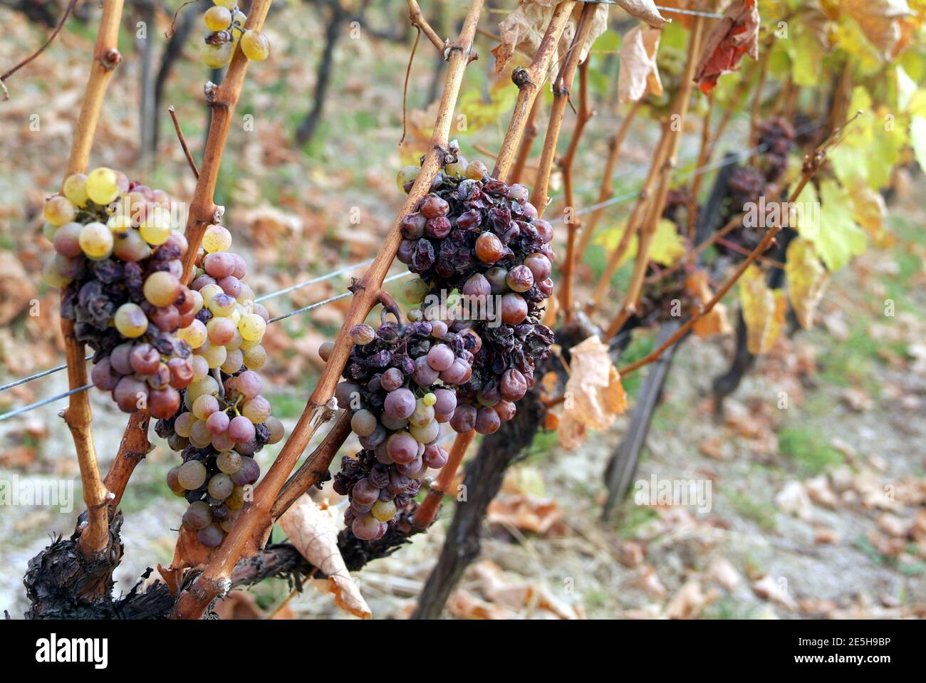 Hetszolo -chicchi d'uva© Paolo della Corte Stock Photo - Alamy