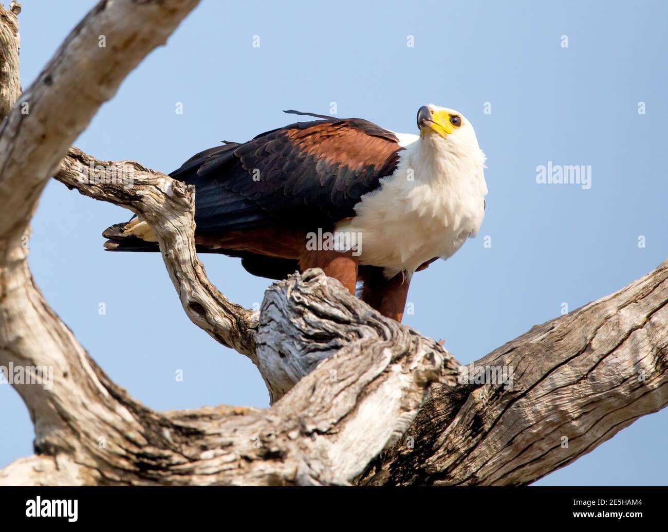 An african fish eagle in a tree with prey Stock Photo - Alamy