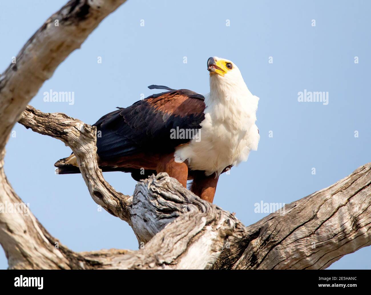 An african fish eagle in a tree with prey Stock Photo - Alamy