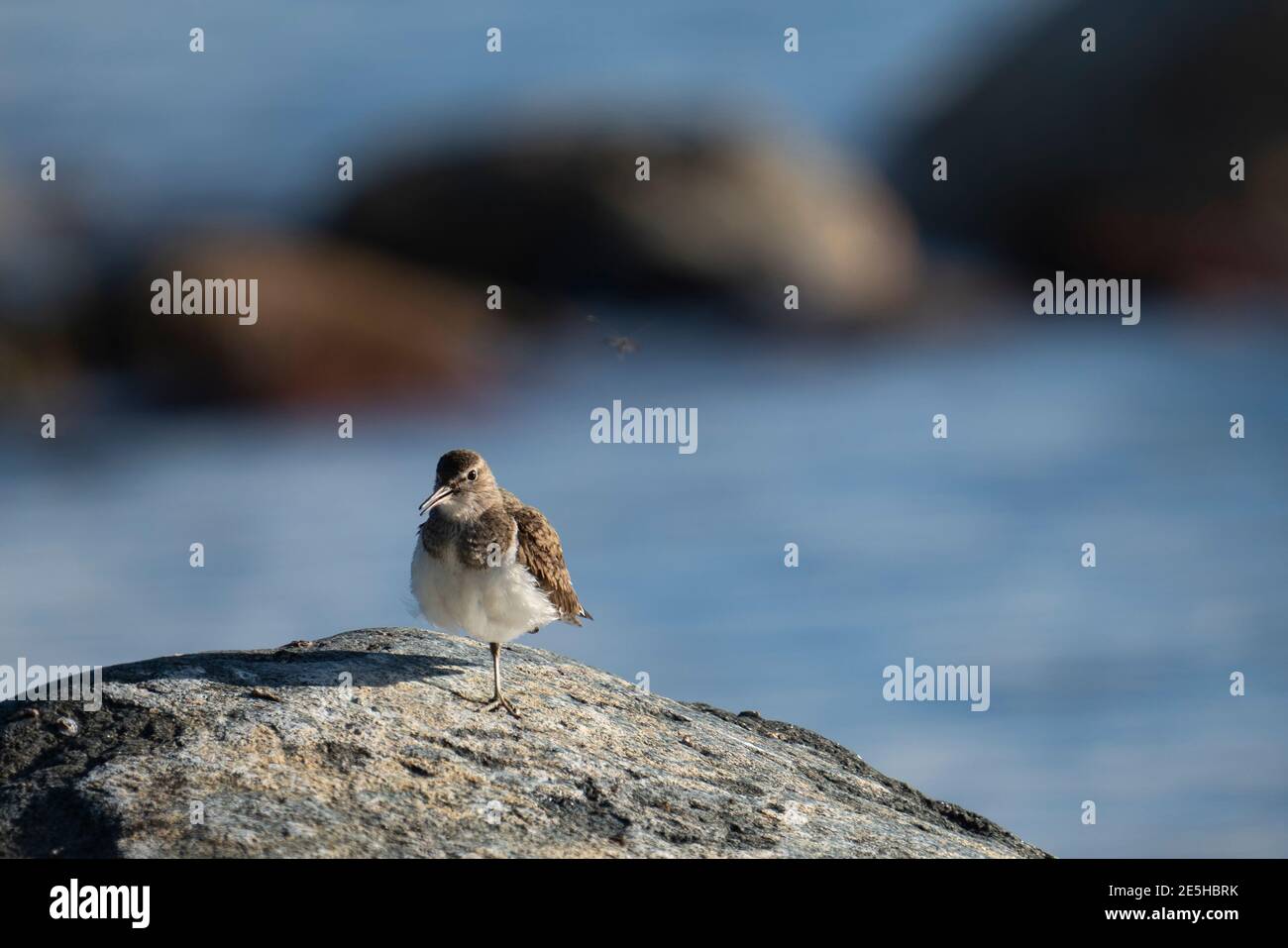 Large sandpiper hi-res stock photography and images - Alamy