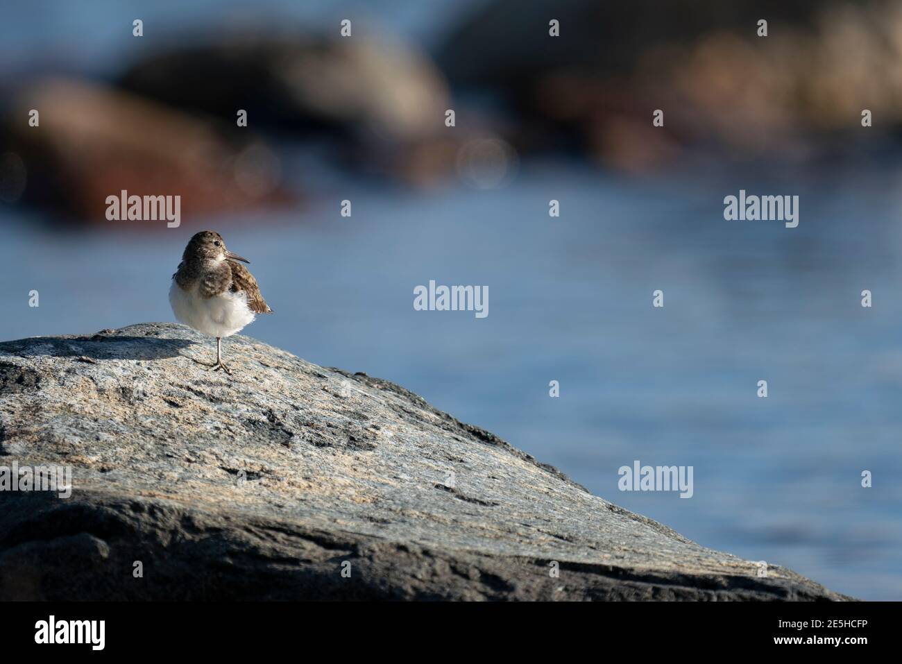 Common sandpiper in habitat hi-res stock photography and images - Alamy