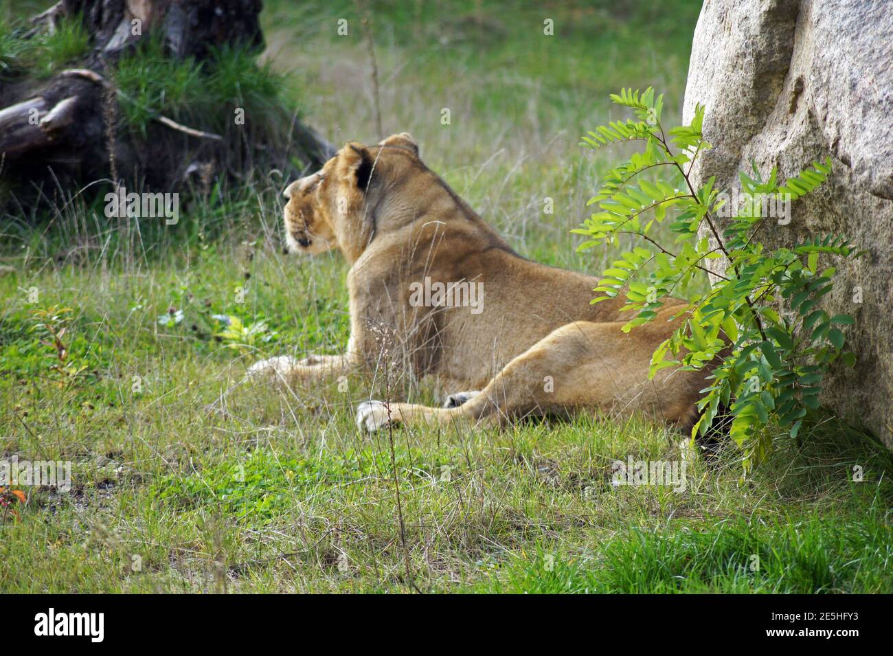 Wonderful lioness hi-res stock photography and images - Alamy