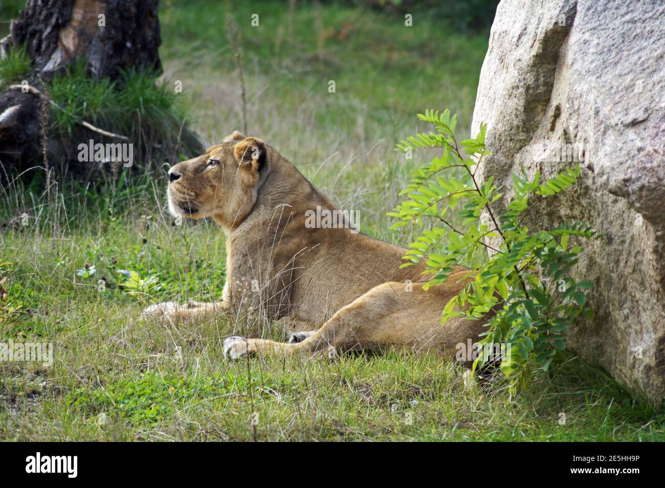 Magnificent lioness hi-res stock photography and images - Alamy
