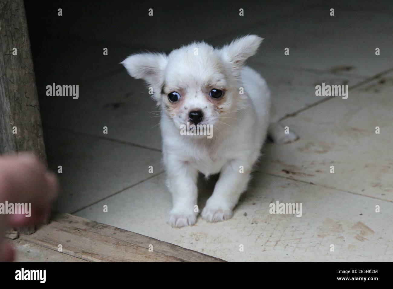 Fluffy dog and baby hi-res stock photography and images - Alamy
