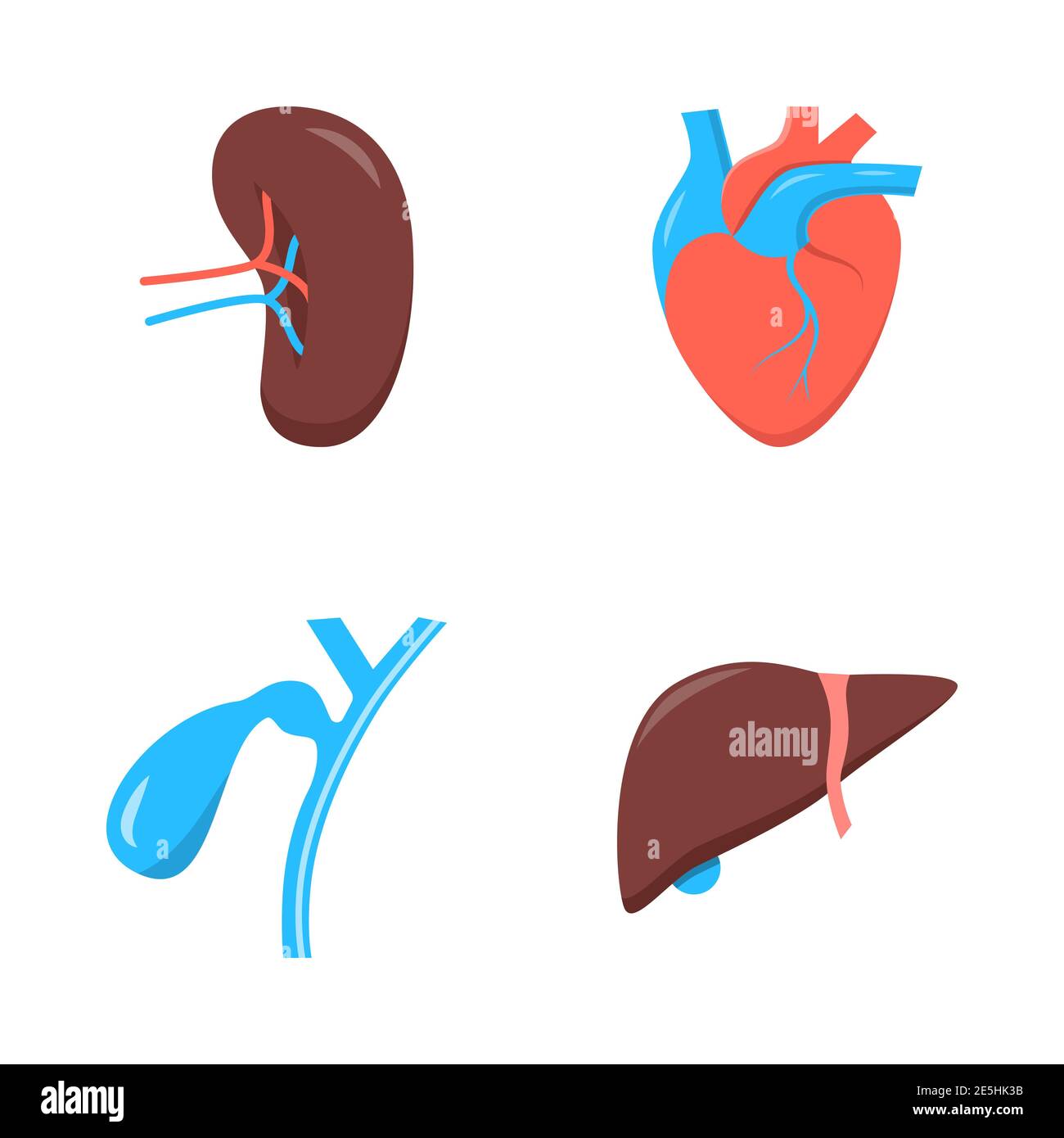 Human internal organs icon set in flat style. Heart, liver, spleen and ...