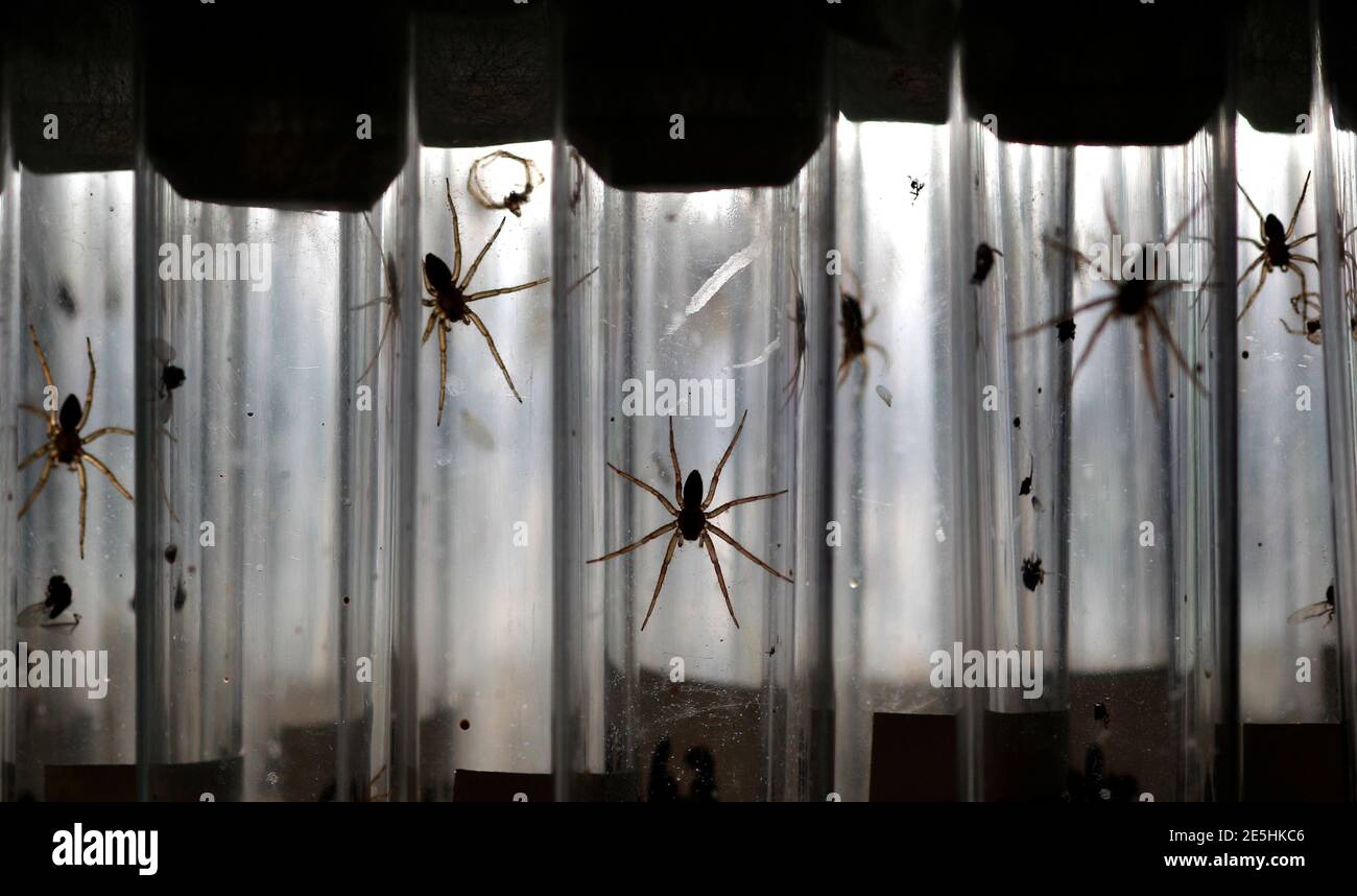 Being hand reared in test tubes chester zoo hi-res stock photography ...