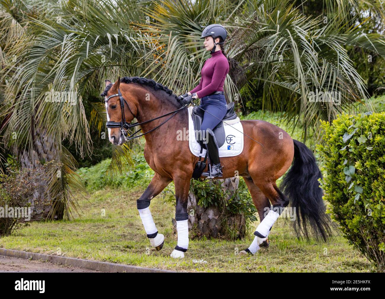 Dressage rider, woman, with beautiful brown Lusitano stallion Stock ...