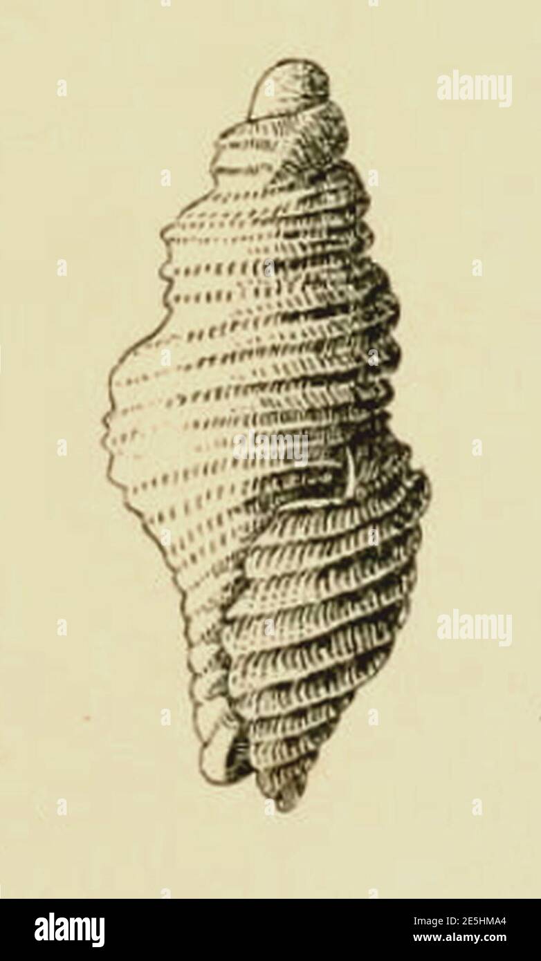 Microgenia hi-res stock photography and images - Alamy