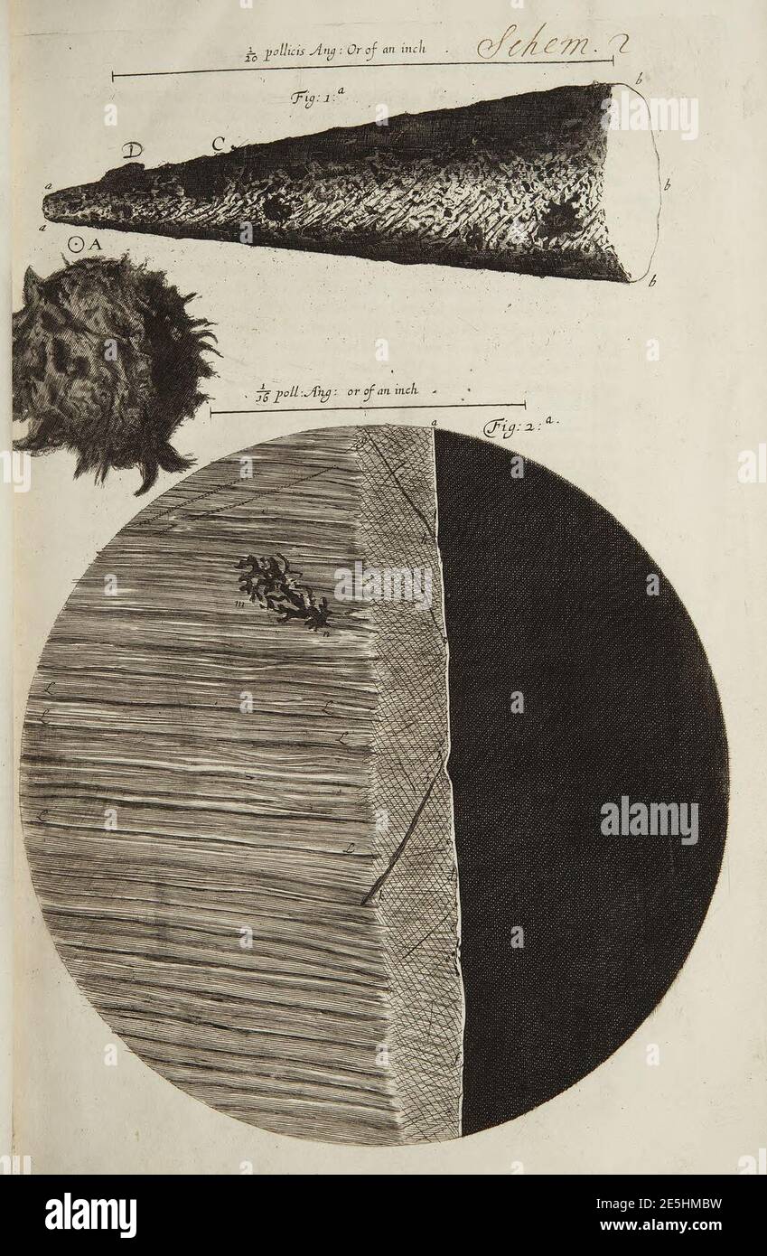 Micrographia schem 2 Stock Photo - Alamy