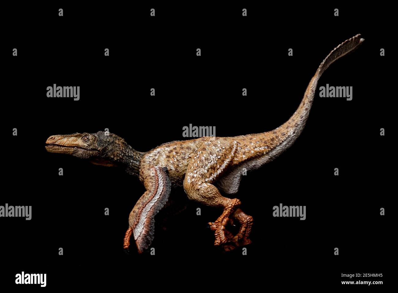 Feathered velociraptor isolated on black background. Low key portrait ...