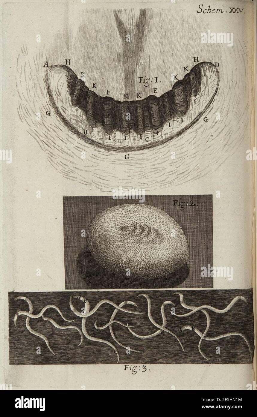 Micrographia Schem 25 Stock Photo - Alamy