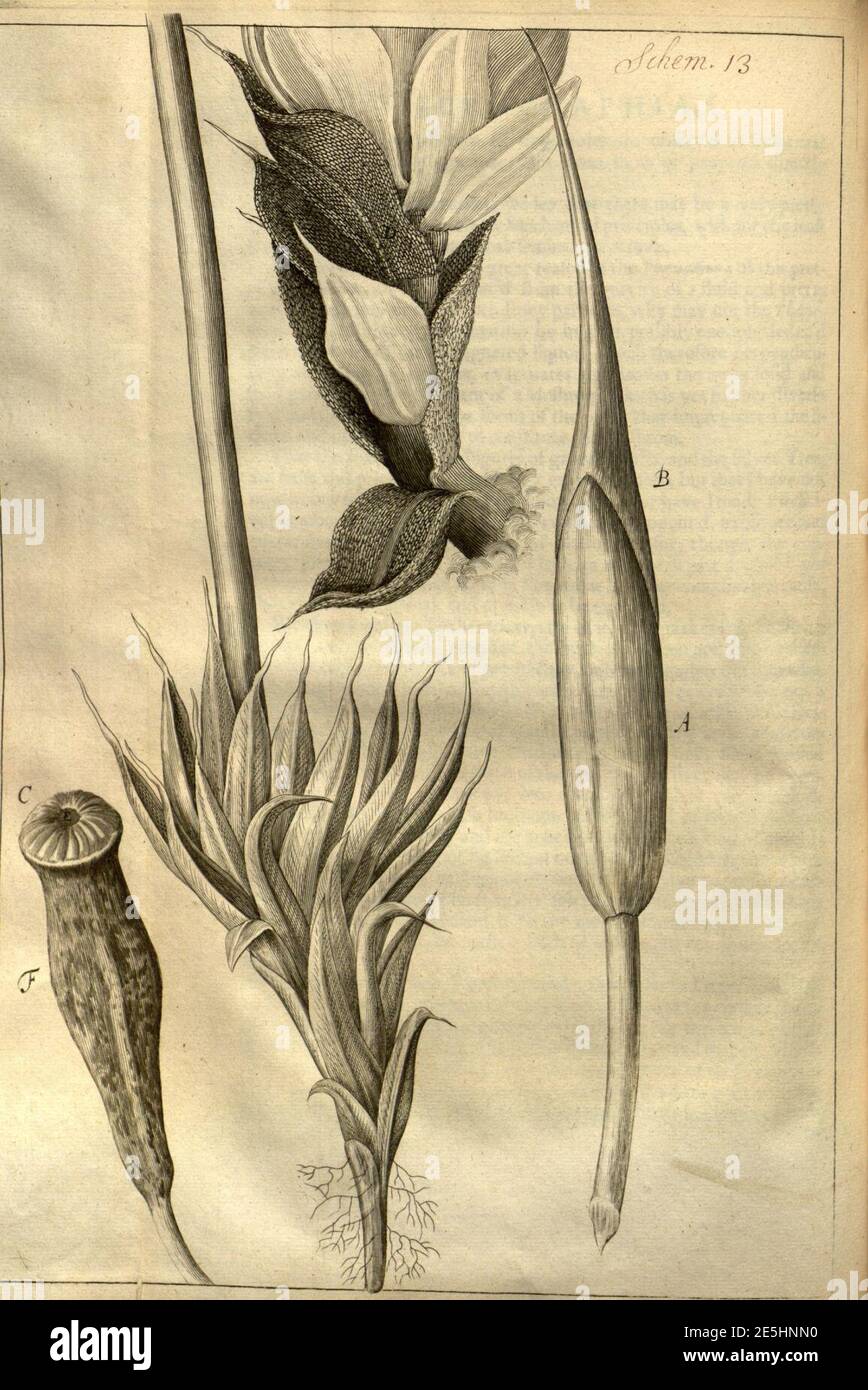 Micrographia, or, Some physiological descriptions of minute bodies made ...