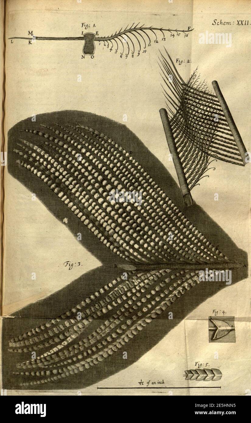 Micrographia, or, Some physiological descriptions of minute bodies made ...
