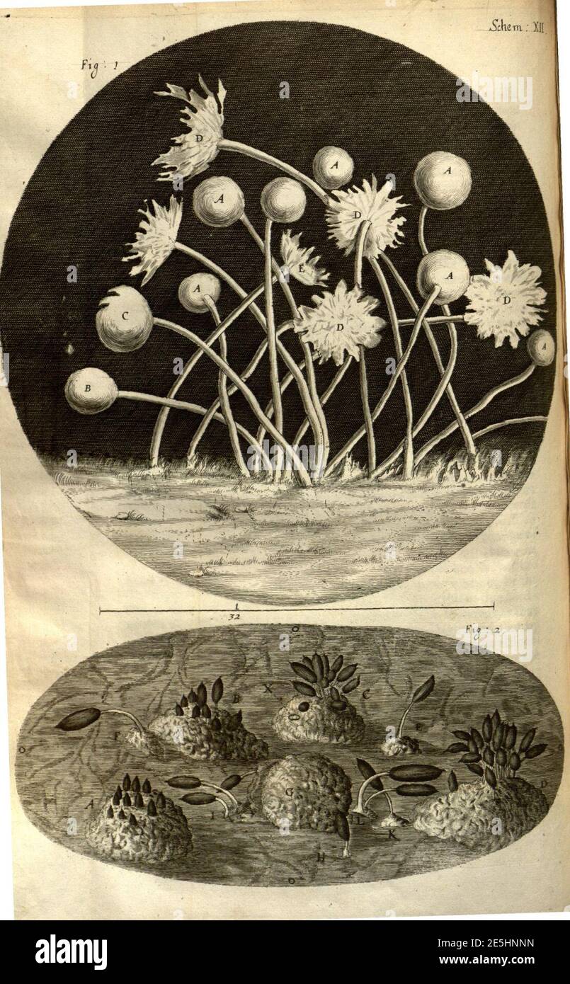 Micrographia, or, Some physiological descriptions of minute bodies made ...