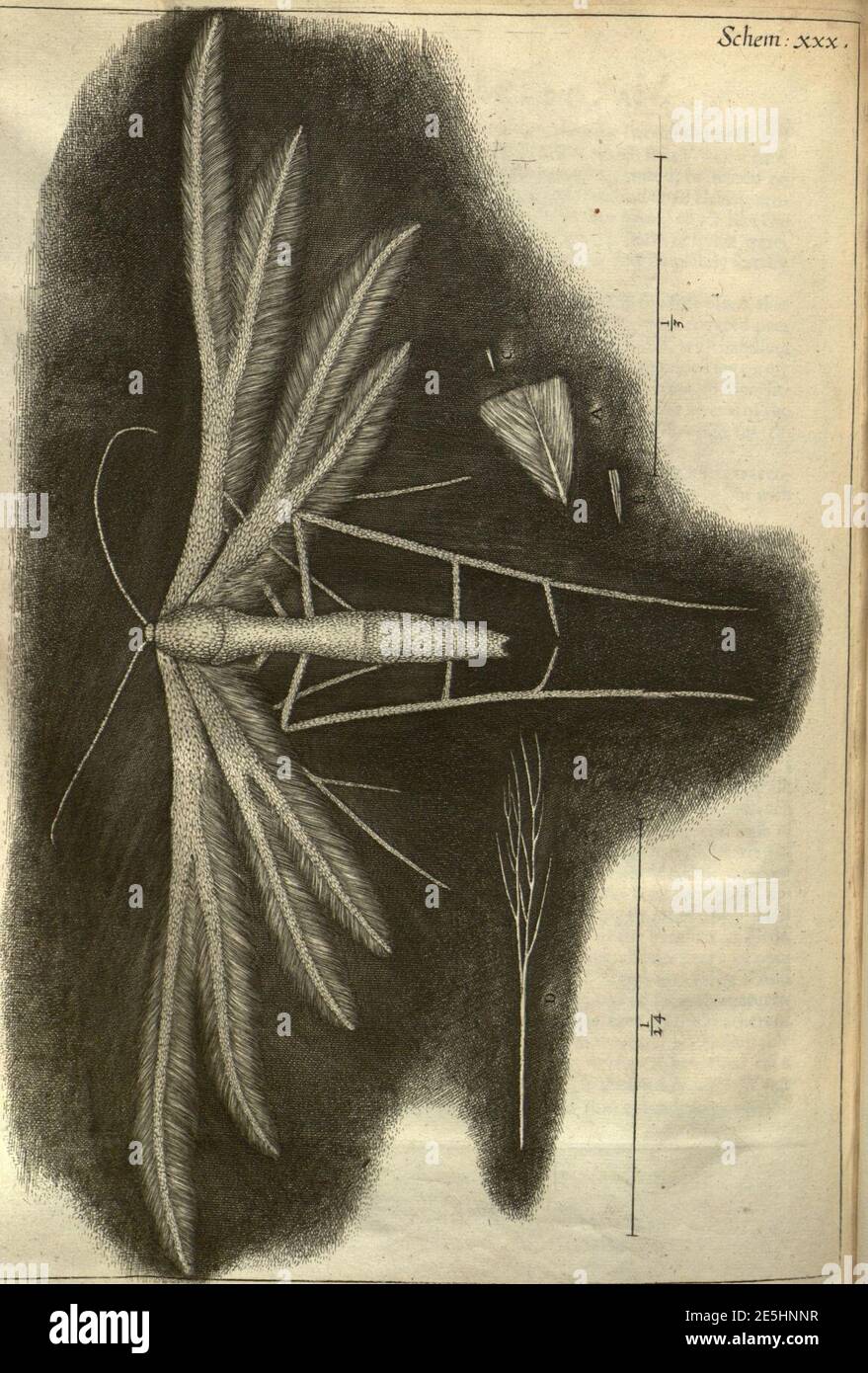 Micrographia, or, Some physiological descriptions of minute bodies made by magnifying glasses ...