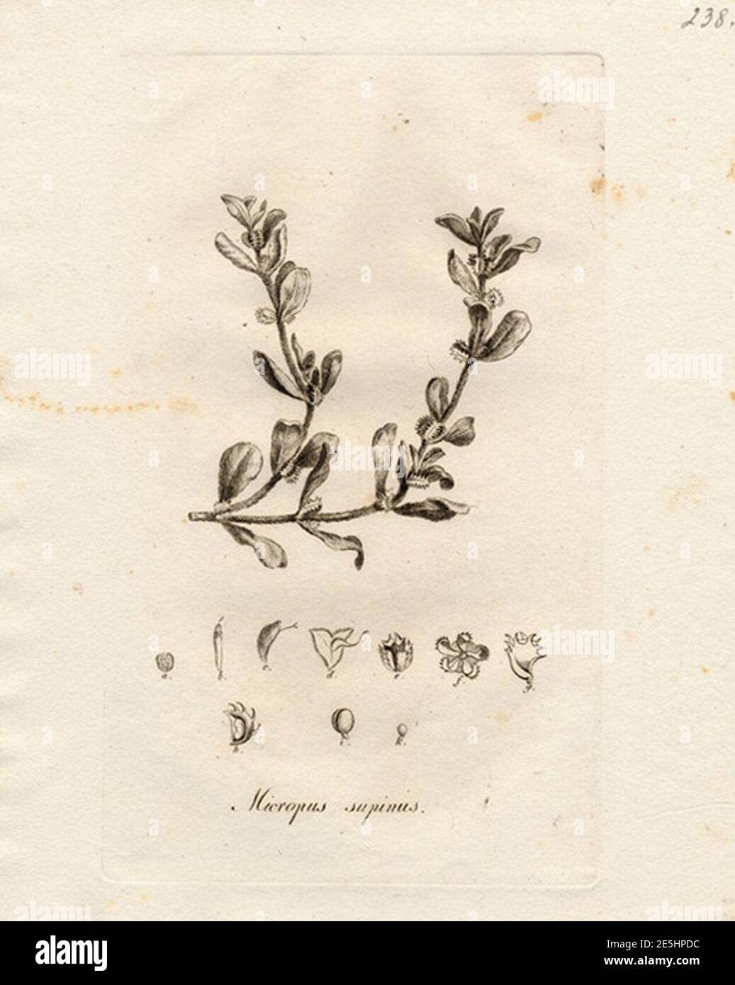 Micropus supinus hi-res stock photography and images - Alamy