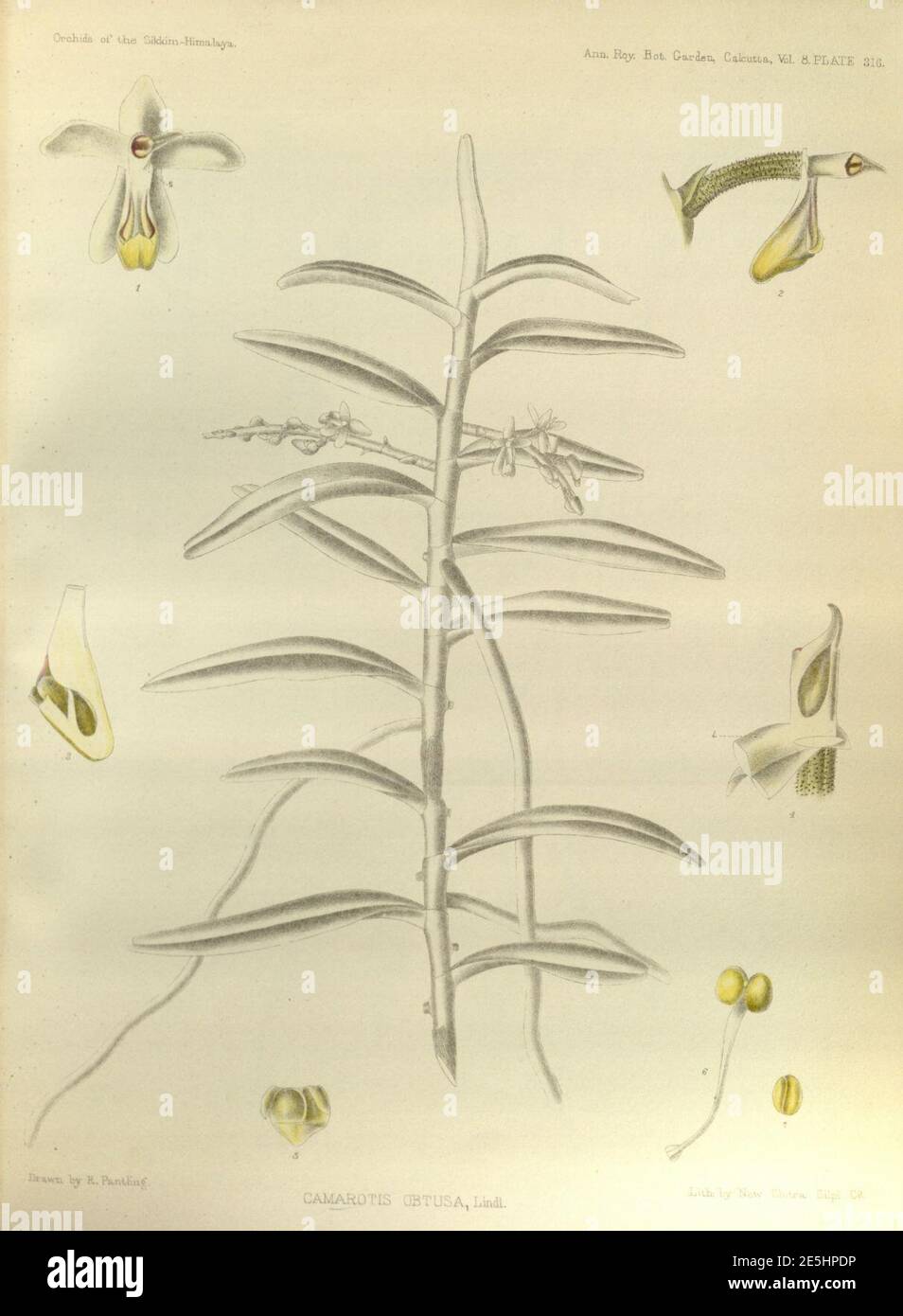 Micropera obtusa (as Camarotis obtusa) - The Orchids of the Sikkim ...
