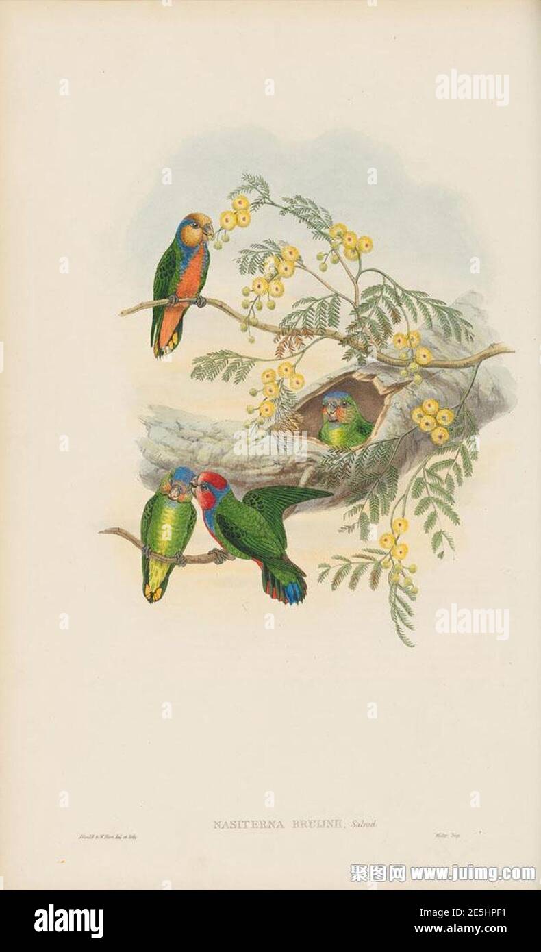 Micropsitta hi-res stock photography and images - Alamy