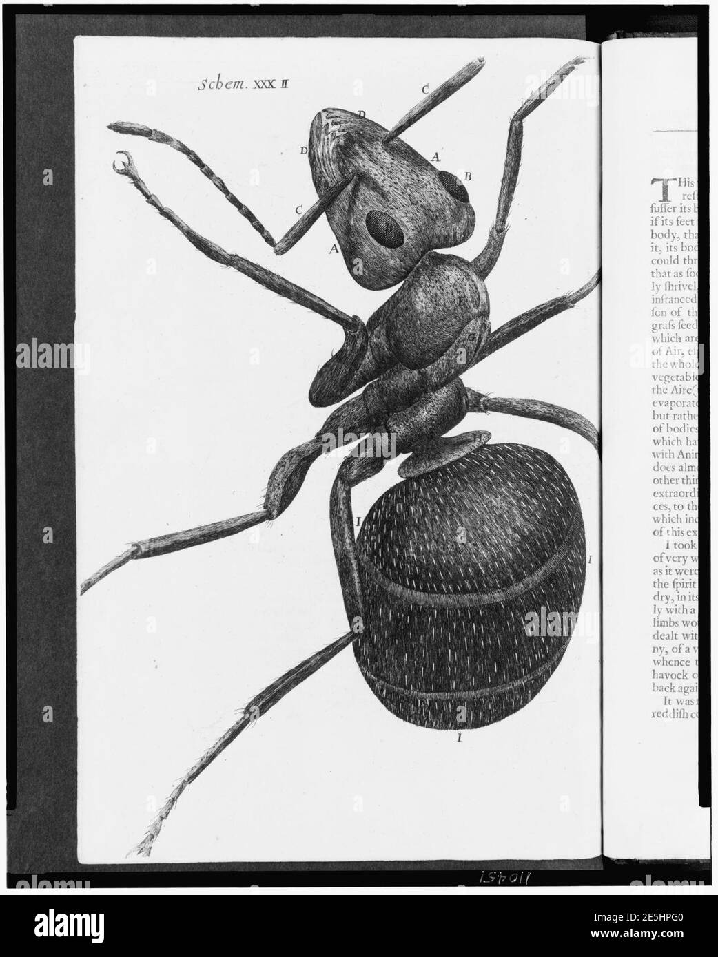 Microscopic view of an ant Stock Photo - Alamy