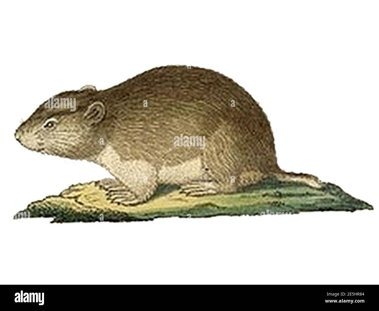 Socialis Cut Out Stock Images & Pictures - Alamy